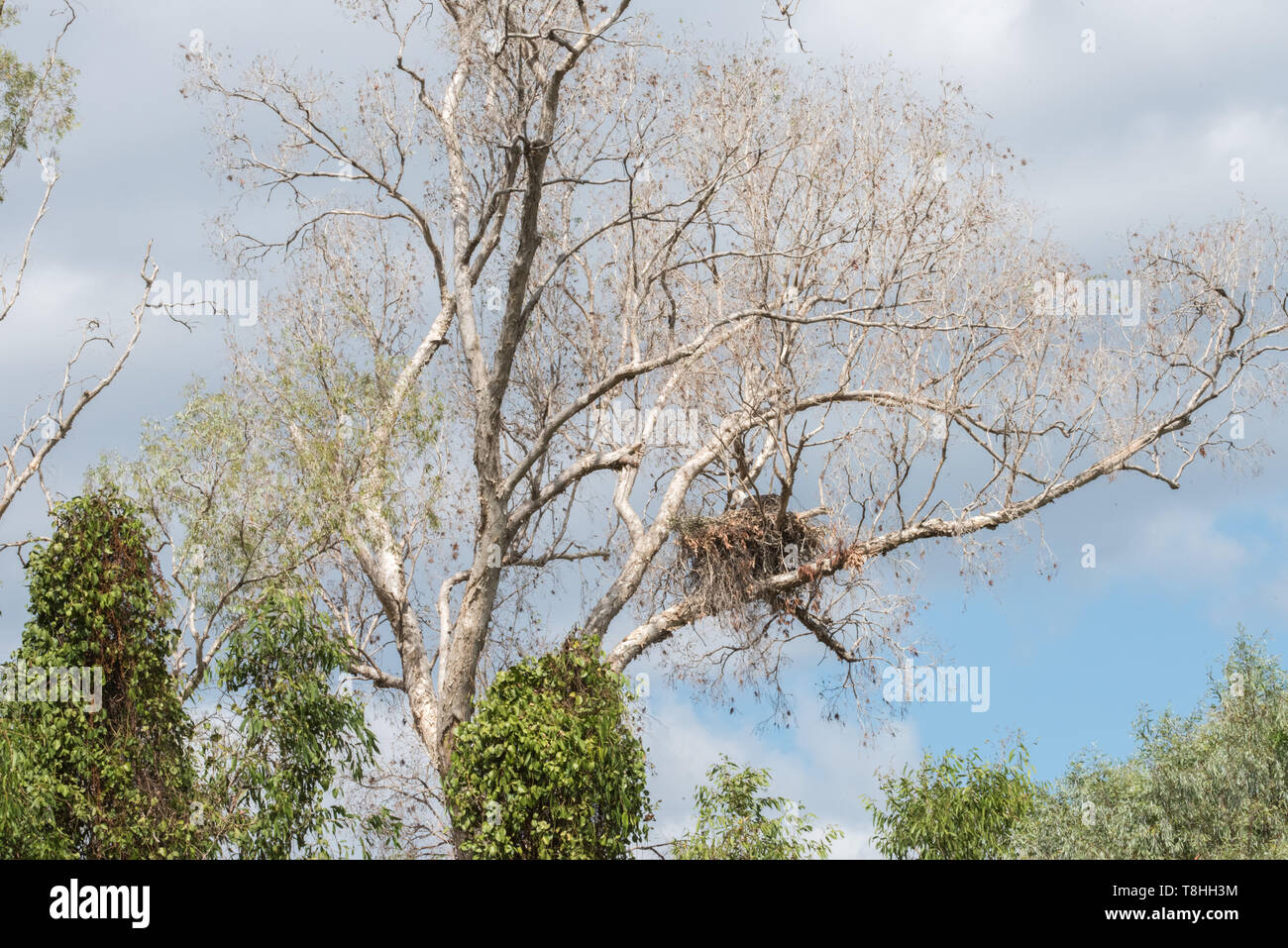 White-bellied sea eagle nest high up in wetland forest tree in Kakadu, Northern Territory ...