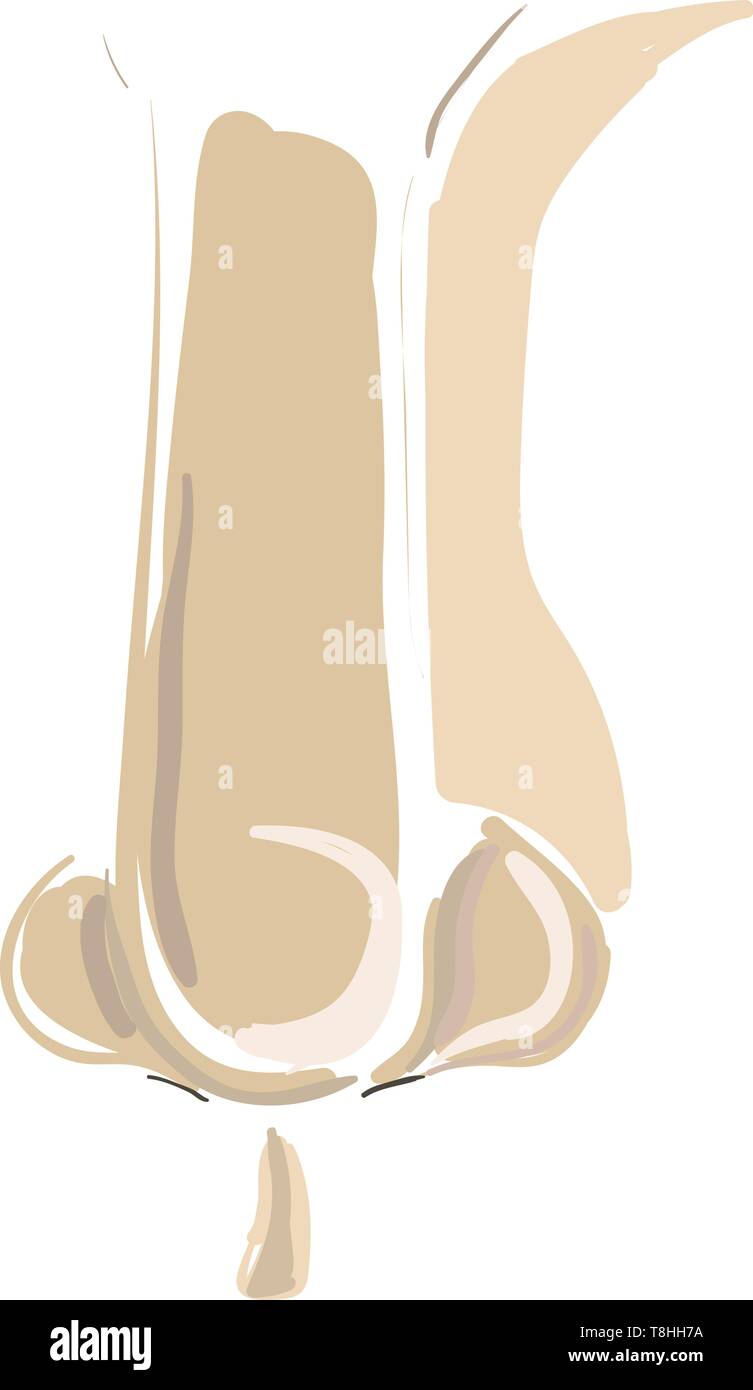 An illustration of the human nose, vector, color drawing or ...