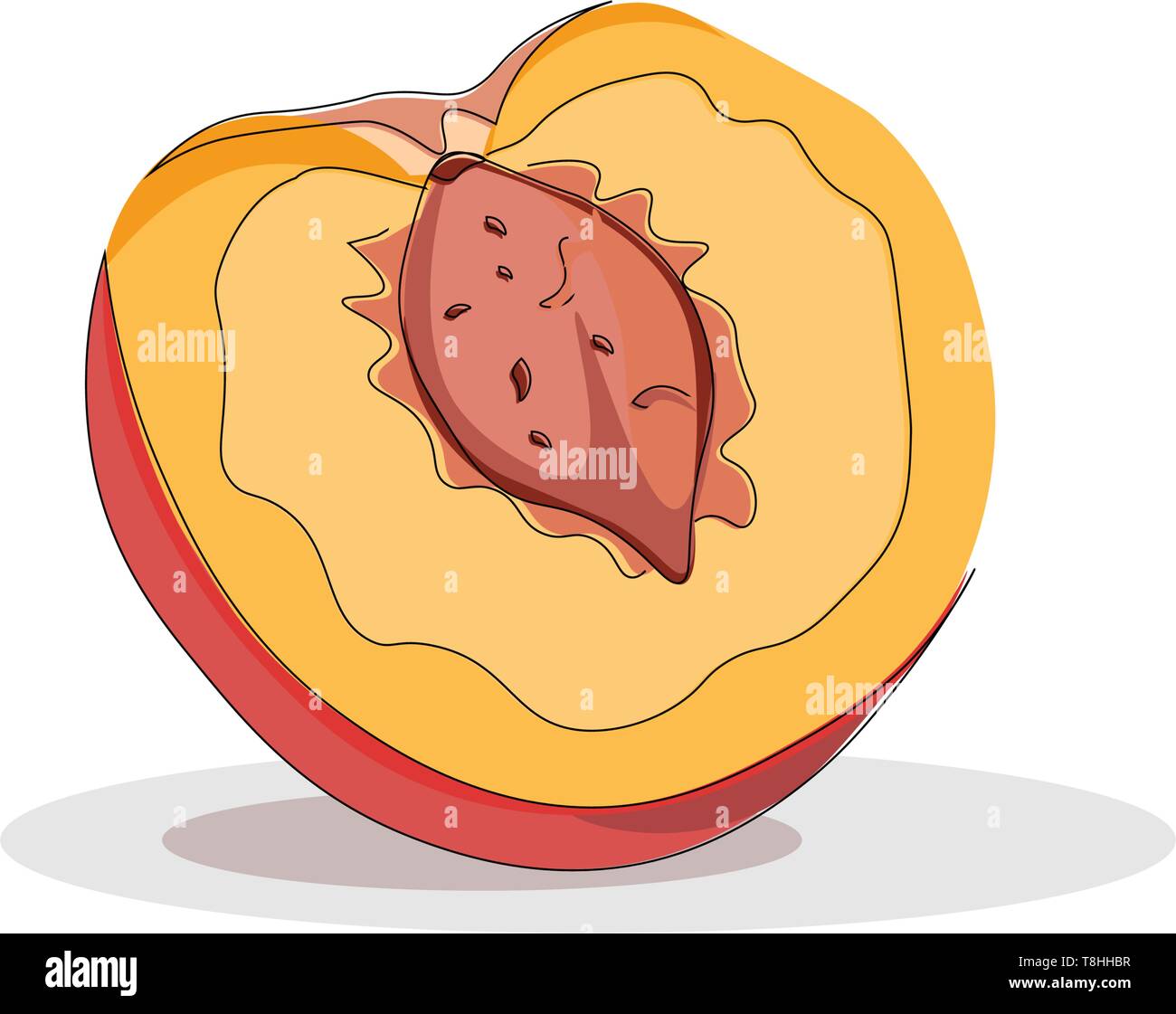 A ripe peach sliced open, vector, color drawing or illustration Stock ...