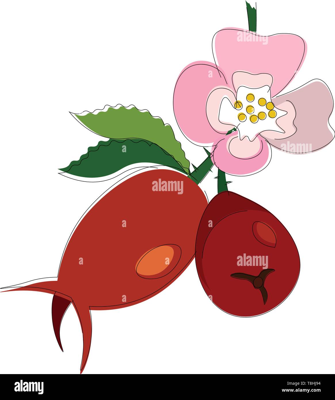 A single bud of rosehip plant, vector, color drawing or illustration ...