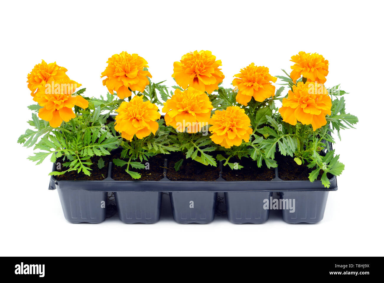 Flower box window Cut Out Stock Images & Pictures - Alamy
