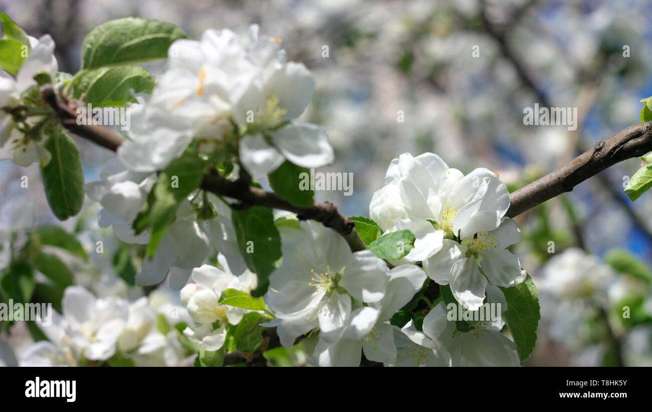 Apple Flower at Spring Stock Photo - Alamy