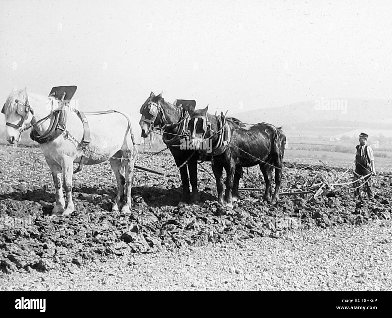 Ploughing with horses Stock Photo - Alamy