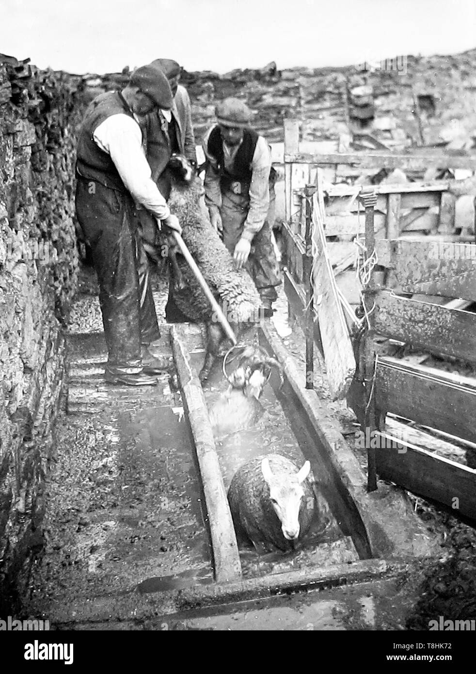 Sheep dipping hi-res stock photography and images - Alamy