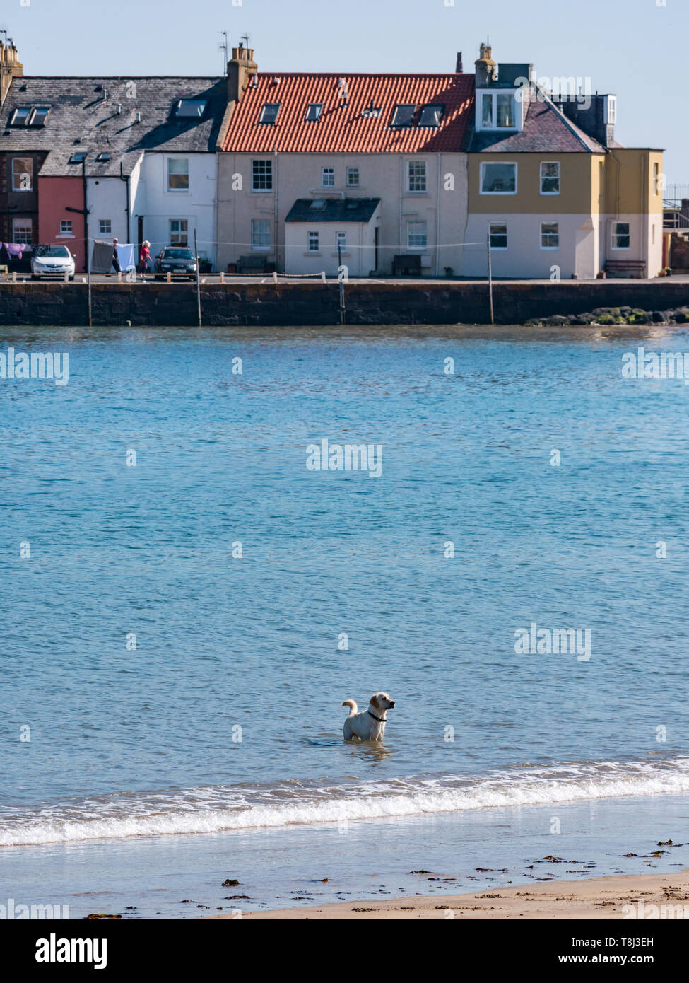 North Berwick, East Lothian, UK. 14th May 2019. UK Weather: A Labrador ...