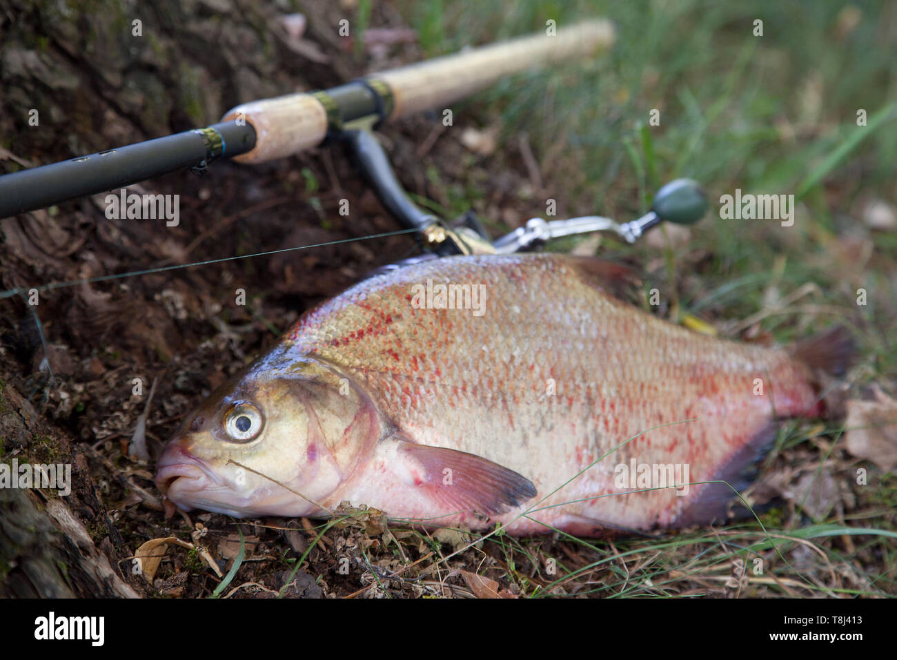 Good catch. Just taken from the water big freshwater common bream known ...