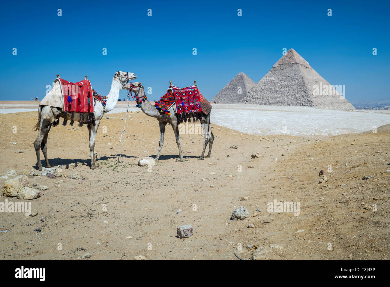 Two camels by the Giza pyramid complex near Cairo, Egypt Stock Photo ...