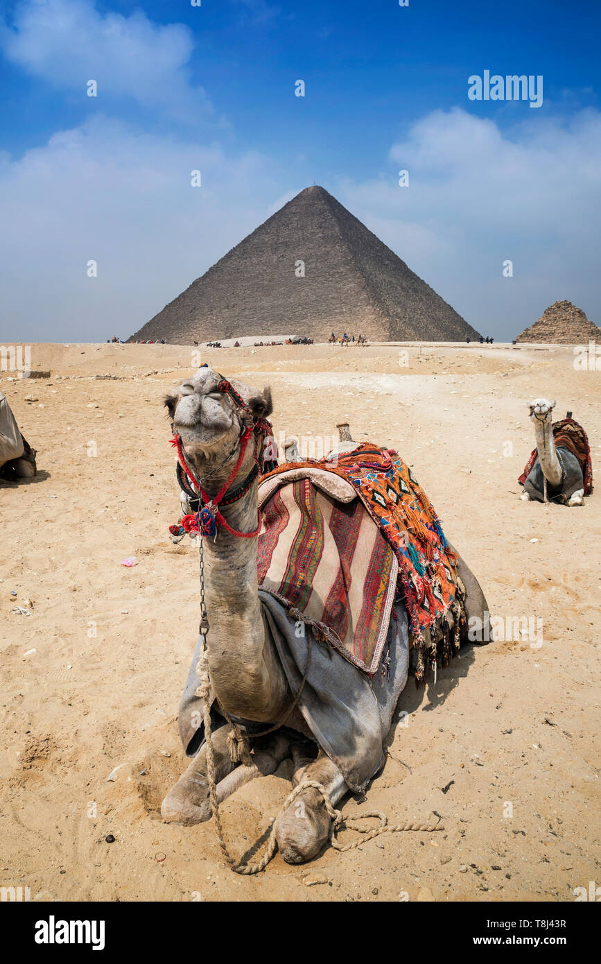 Camels by the Giza pyramid complex near Cairo, Egypt Stock Photo - Alamy