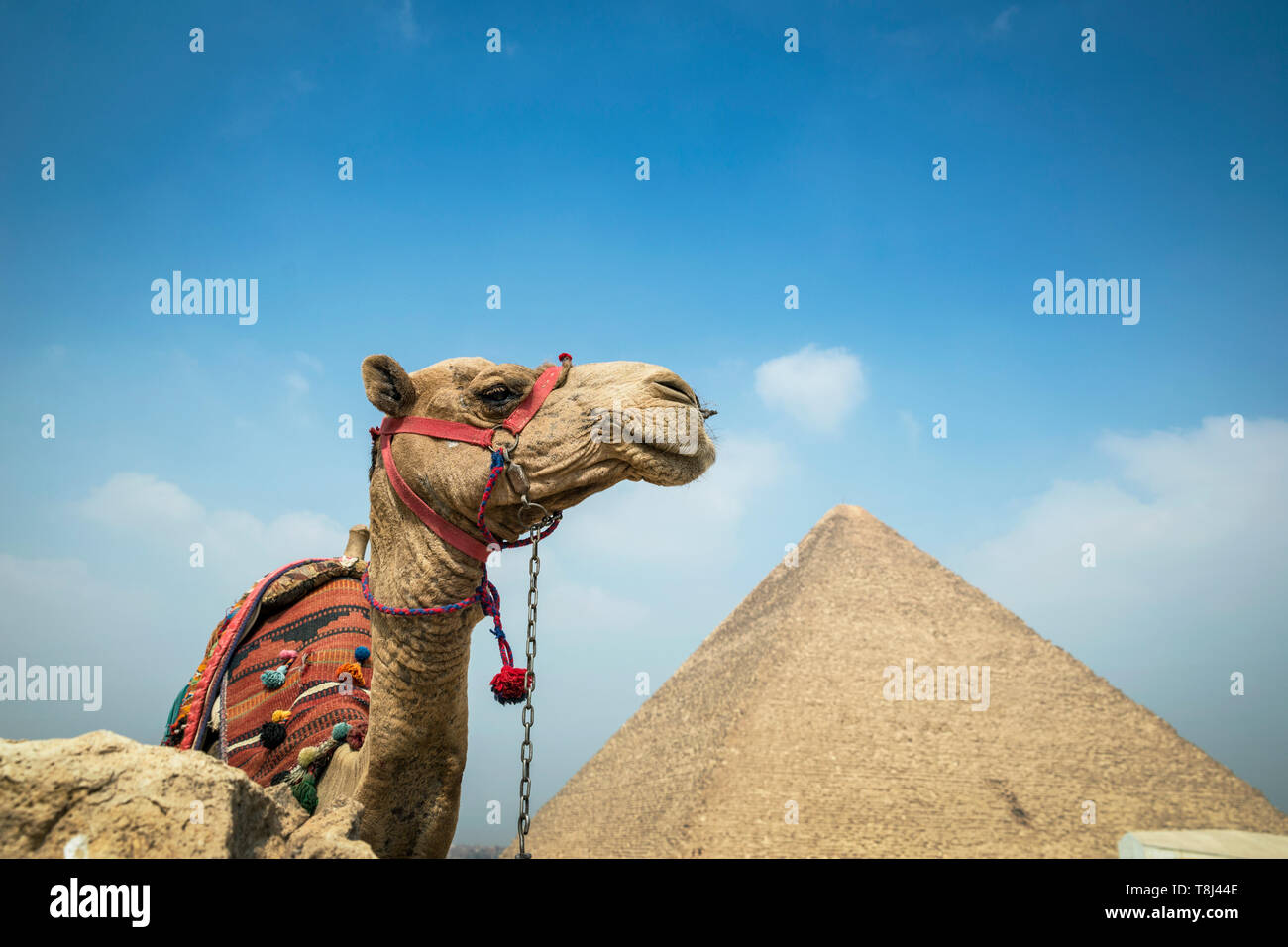 Camel near Giza pyramid complex near Cairo, Egypt Stock Photo - Alamy