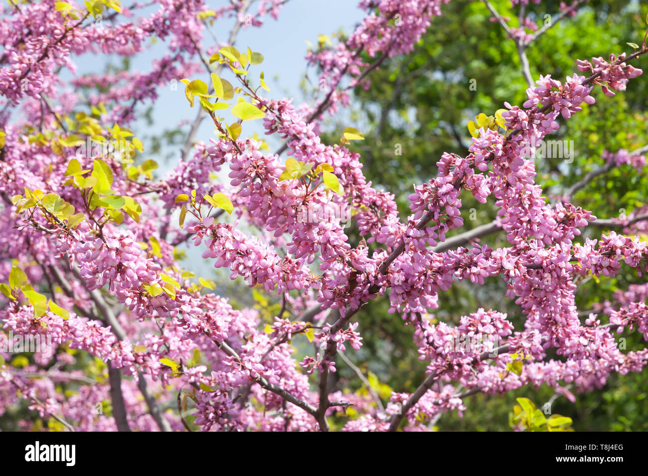 Cercis siliquastrum blossom hi-res stock photography and images - Alamy