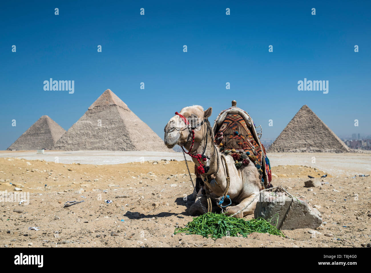 Camel resting in front of the Great Pyramids on Giza Plateau near Cairo ...