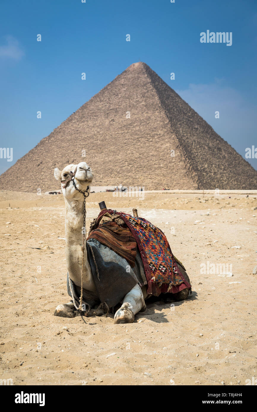 Camel in front of Giza pyramid complex near Cairo, Egypt Stock Photo ...