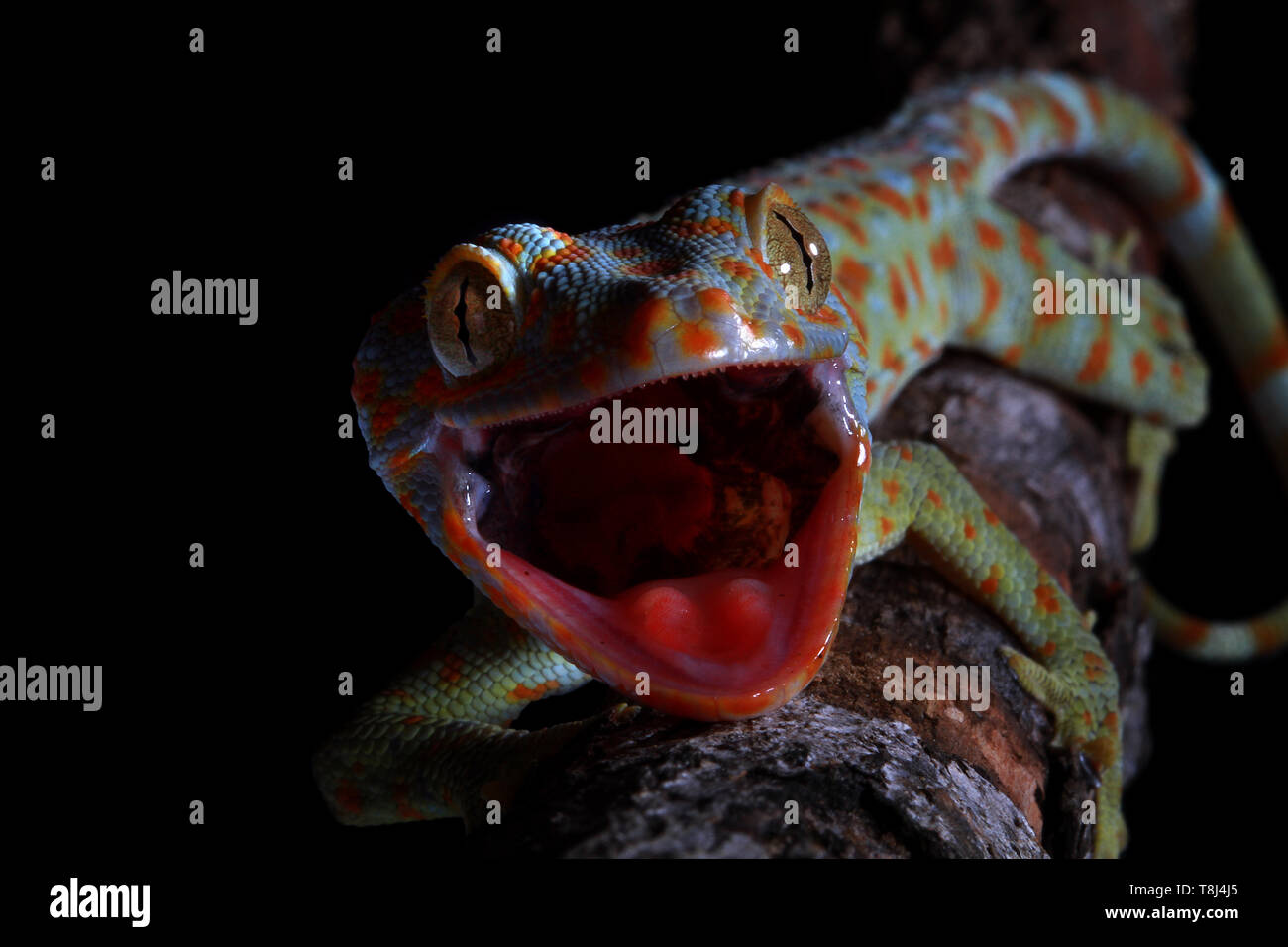 Portrait of a Tokay gecko, West Java, Indonesia Stock Photo - Alamy
