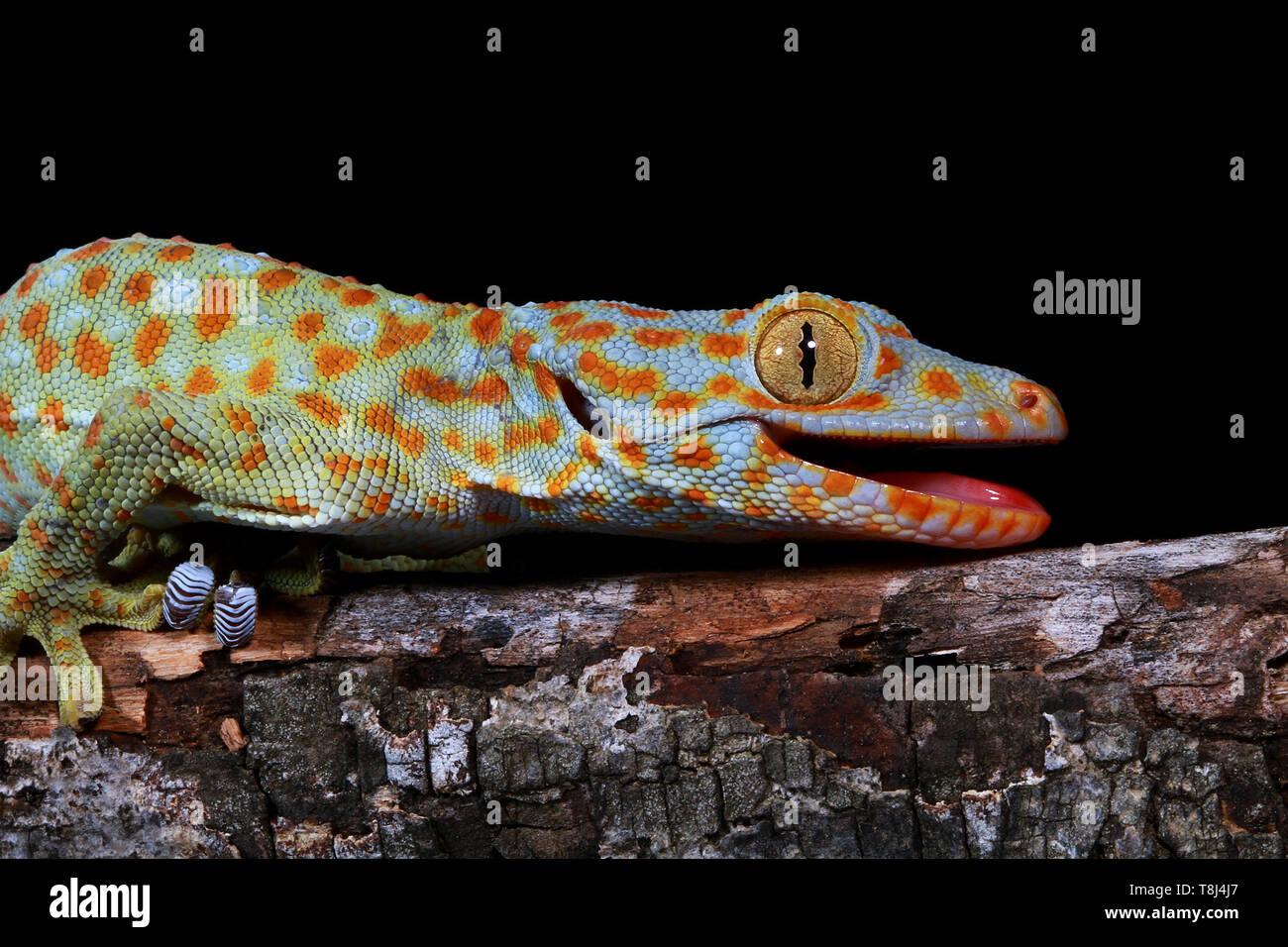 Portrait of a Tokay gecko, West Java, Indonesia Stock Photo - Alamy