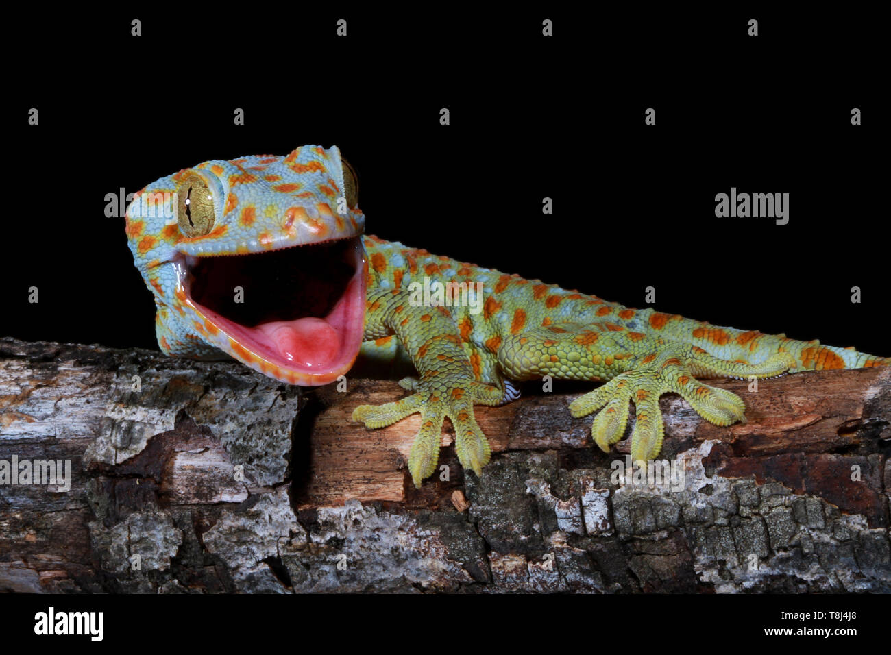 Lizard In Java High Resolution Stock Photography and Images - Alamy