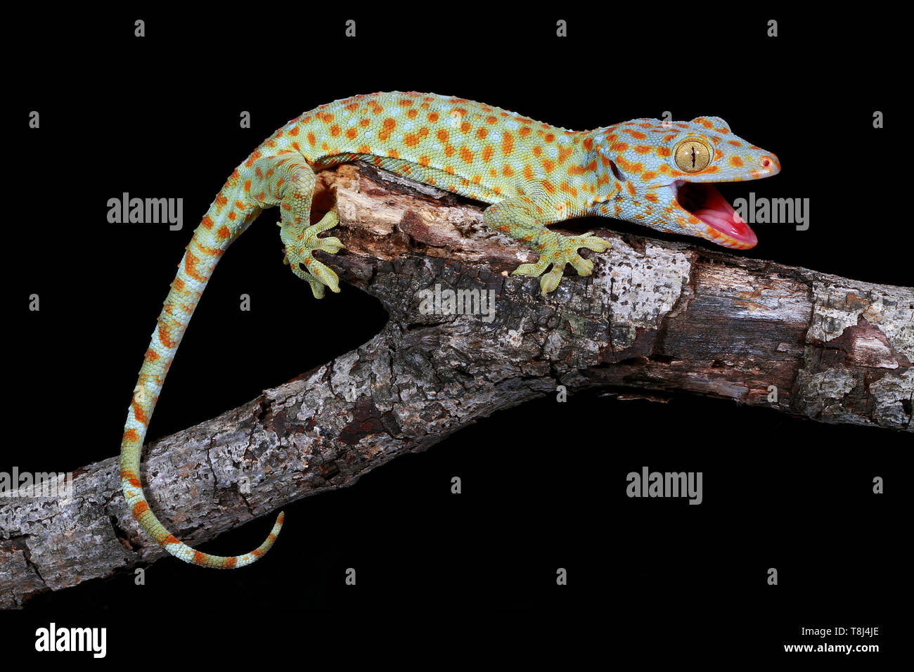 Portrait of a Tokay gecko on a branch, West Java, Indonesia Stock Photo ...