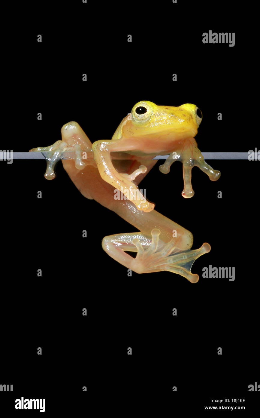 Transparent frog hi-res stock photography and images - Alamy