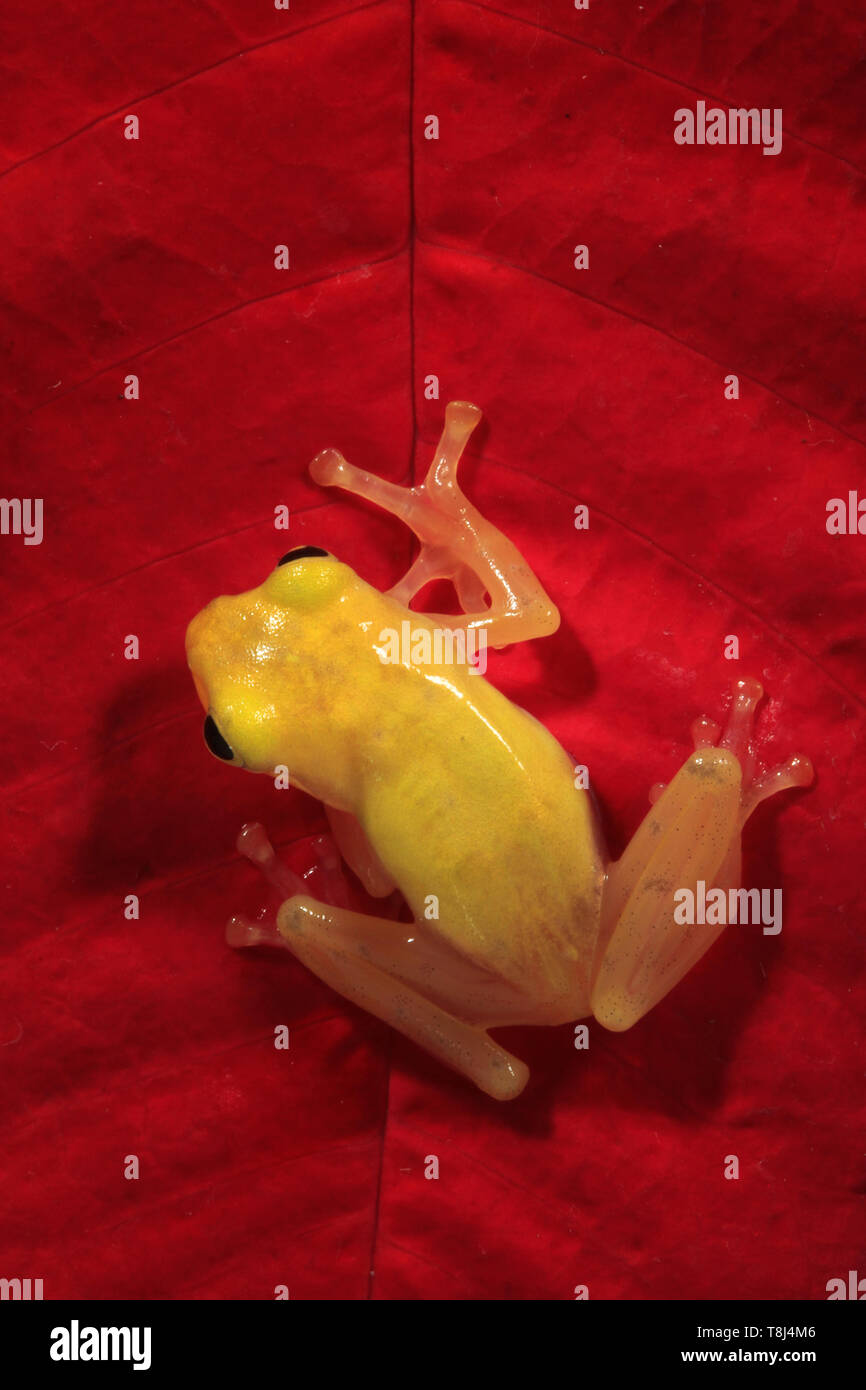 Golden tree frog on a red leaf, Indonesia Stock Photo - Alamy