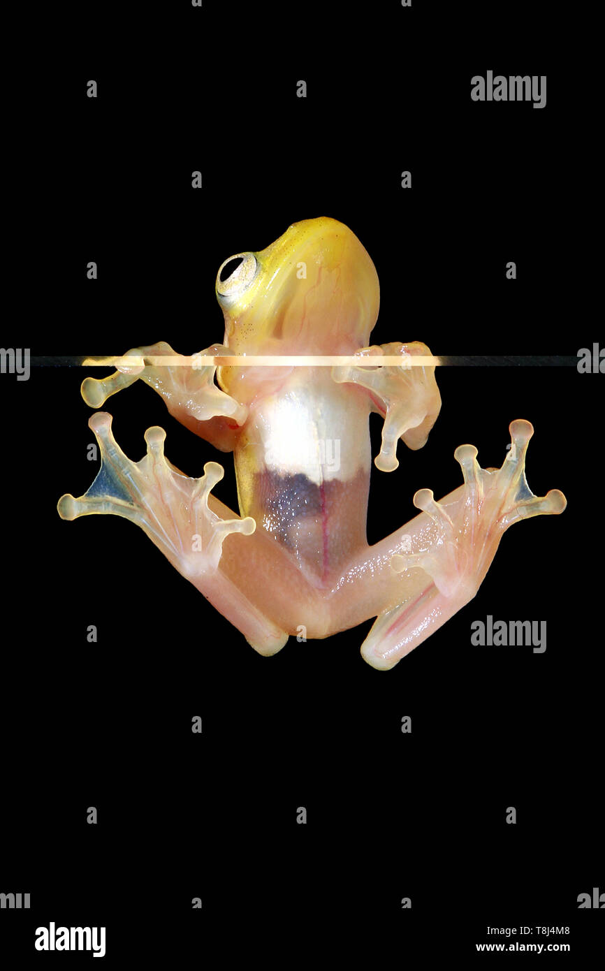Transparent tree frog hi-res stock photography and images - Alamy