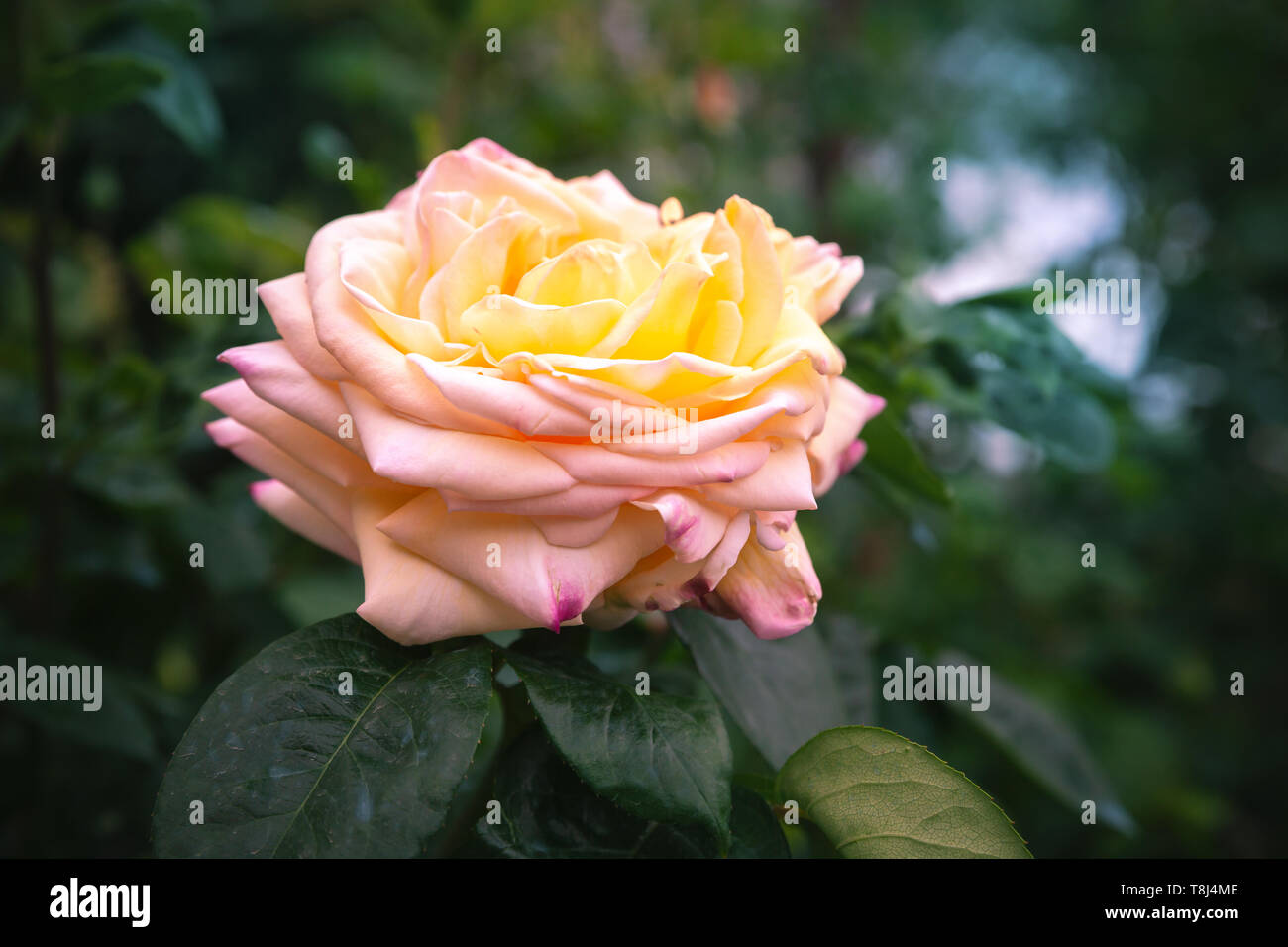 Yellow pink rose flower over dark garden background. Close-up photo ...