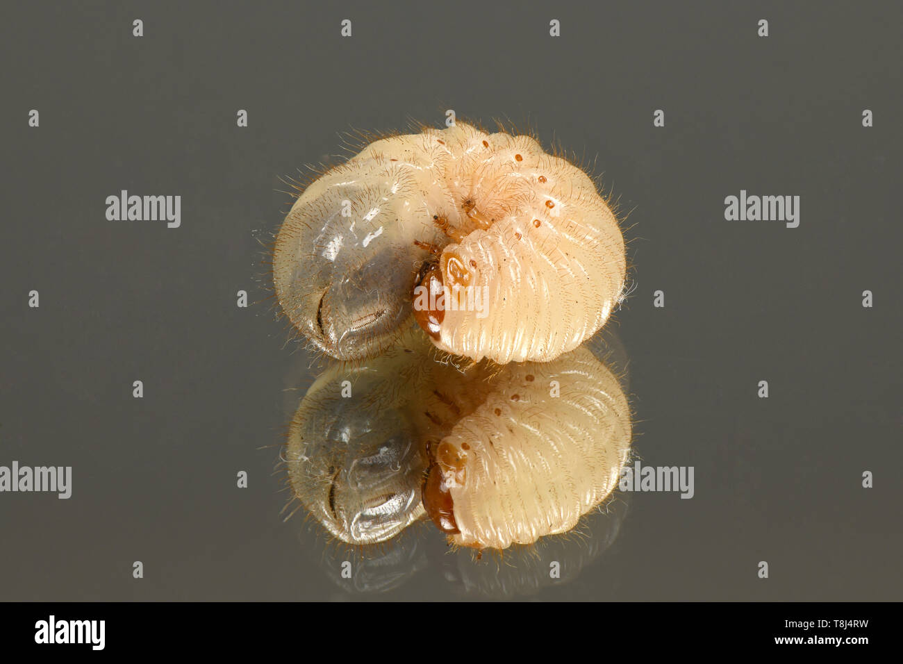 The larvae of the may beetle (Melolontha). Beetle larvae on the mirror ...