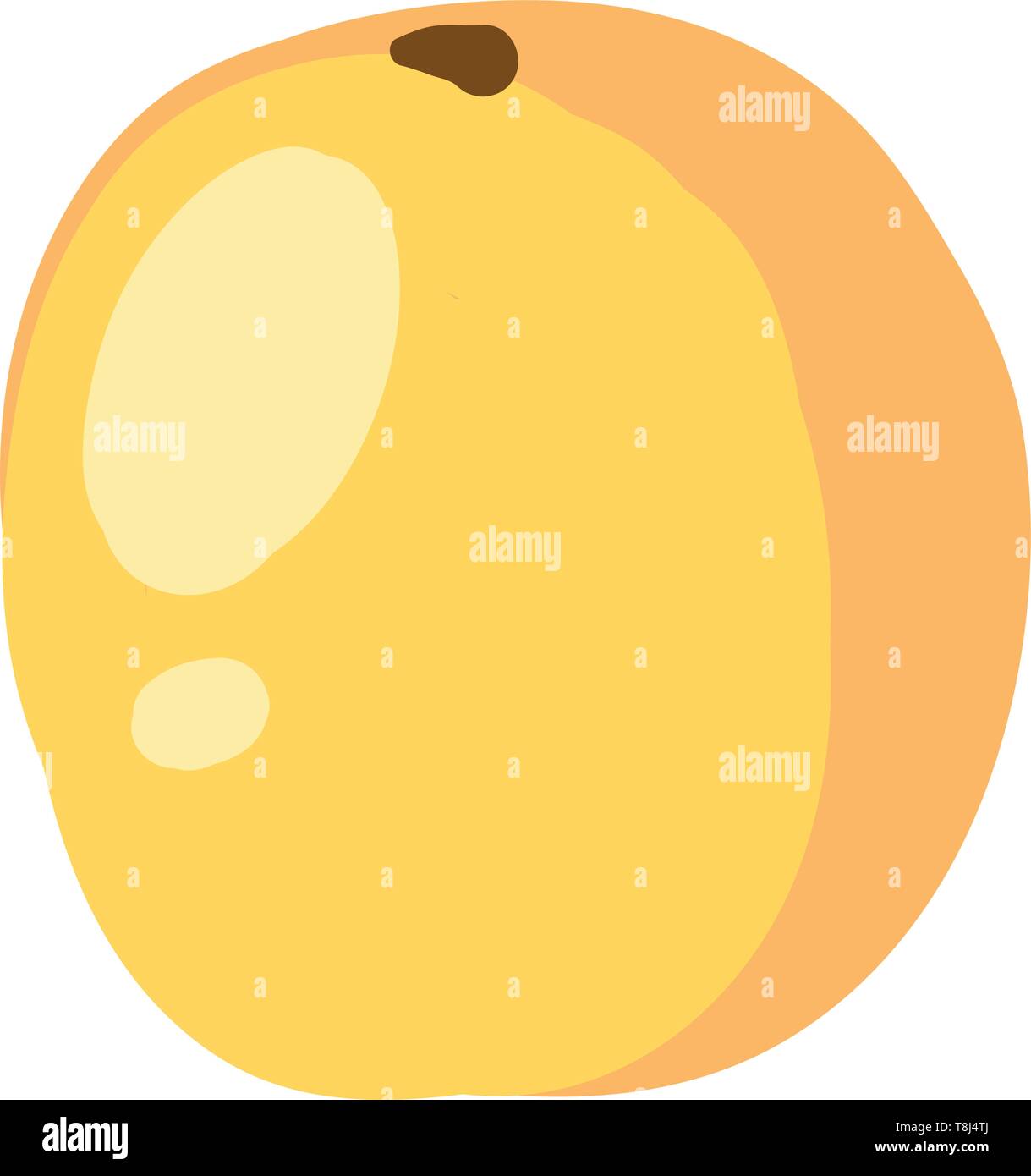 A flat apricot in yellow colour in round shape which is ripen , vector ...