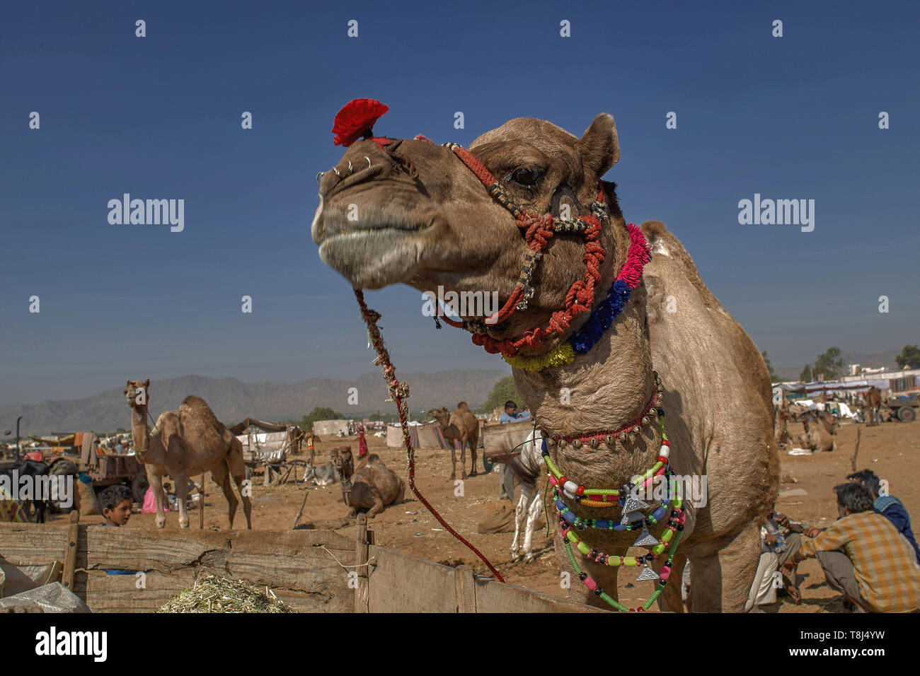 21 Nov 2007 Camel in cattle fair; pushkar; rajasthan; india; asia Stock ...