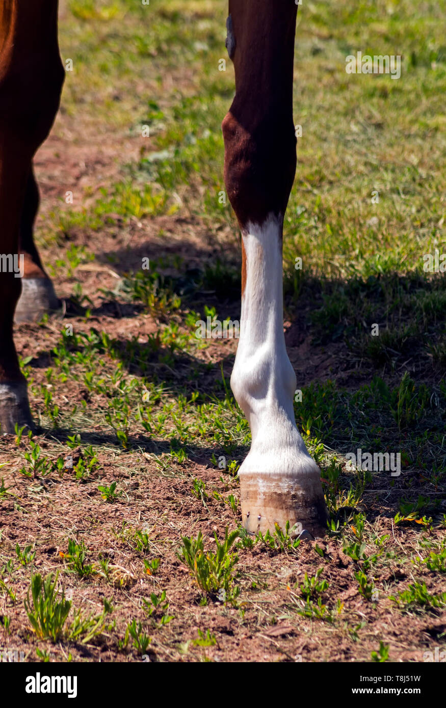 Horses legs hi-res stock photography and images - Alamy