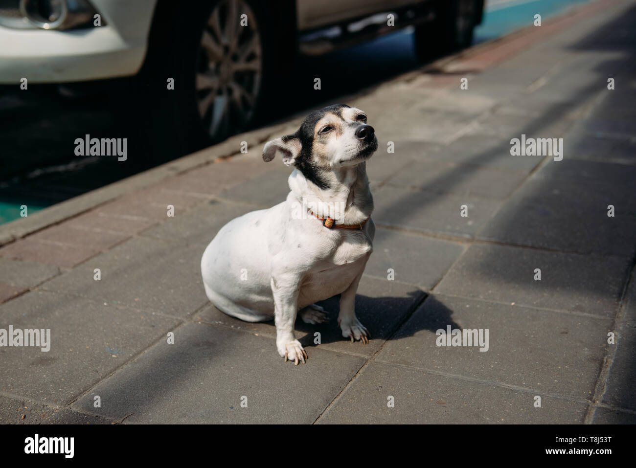 Dog sitting on pavement in the city, Bangkok, Thailand Stock Photo - Alamy