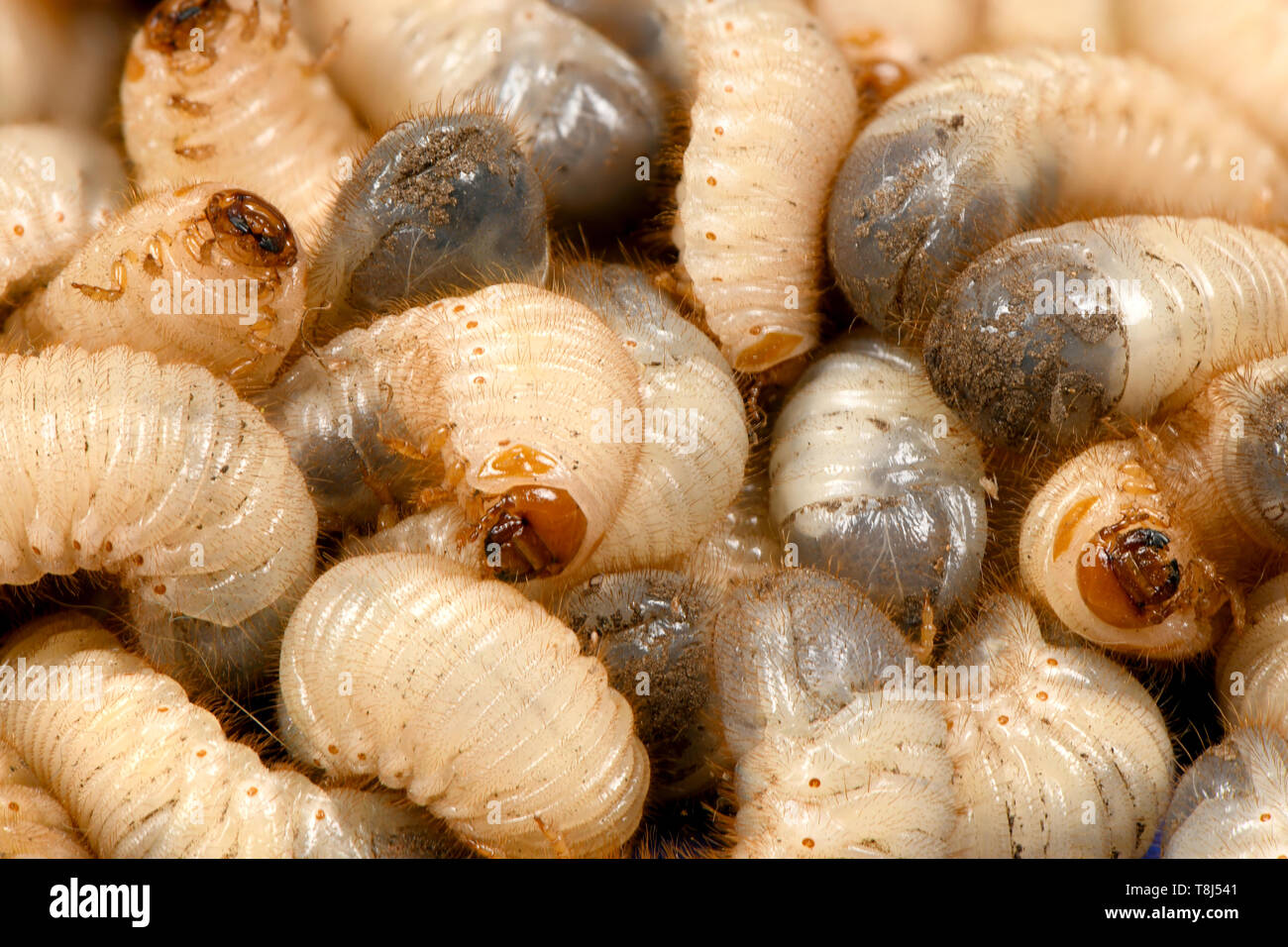 Background of larva of a may beetle (Melolontha). High resolution photo ...