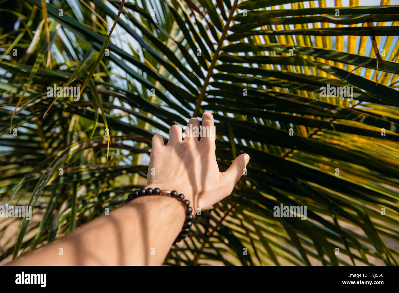 Real palm tree hi-res stock photography and images - Alamy