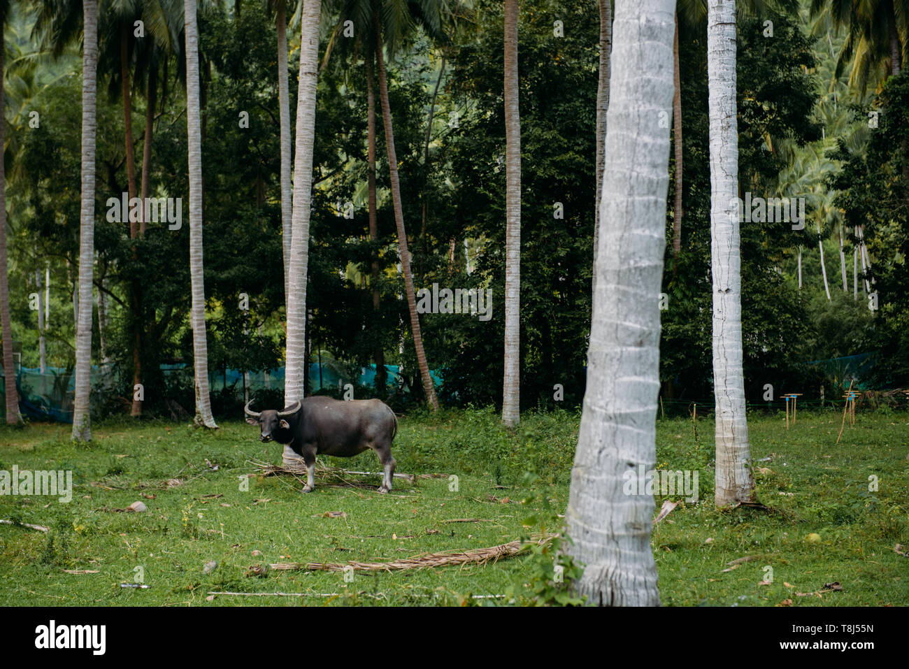 Bull standing by palm trees, Koh Samui, Thailand Stock Photo - Alamy