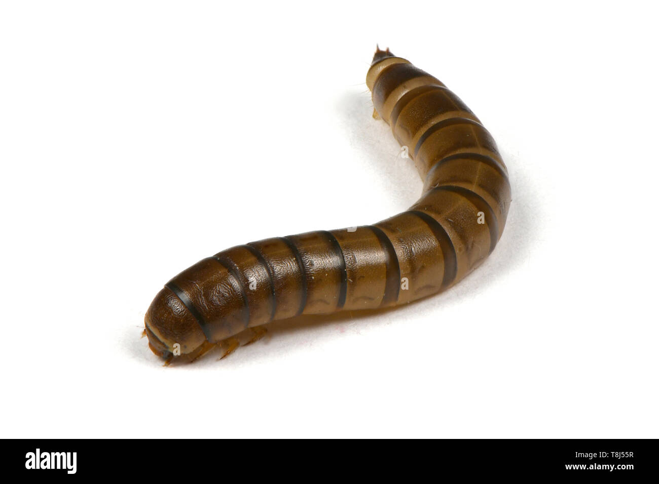 Wireworm or larva beetles-crap (Elateridae) isolated on white ...