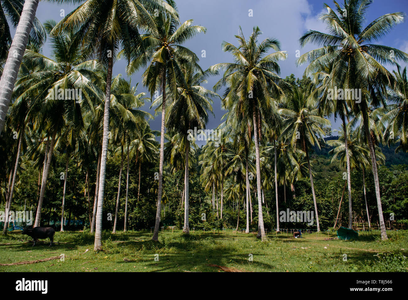 Thailand koh samui in hi-res stock photography and images - Alamy