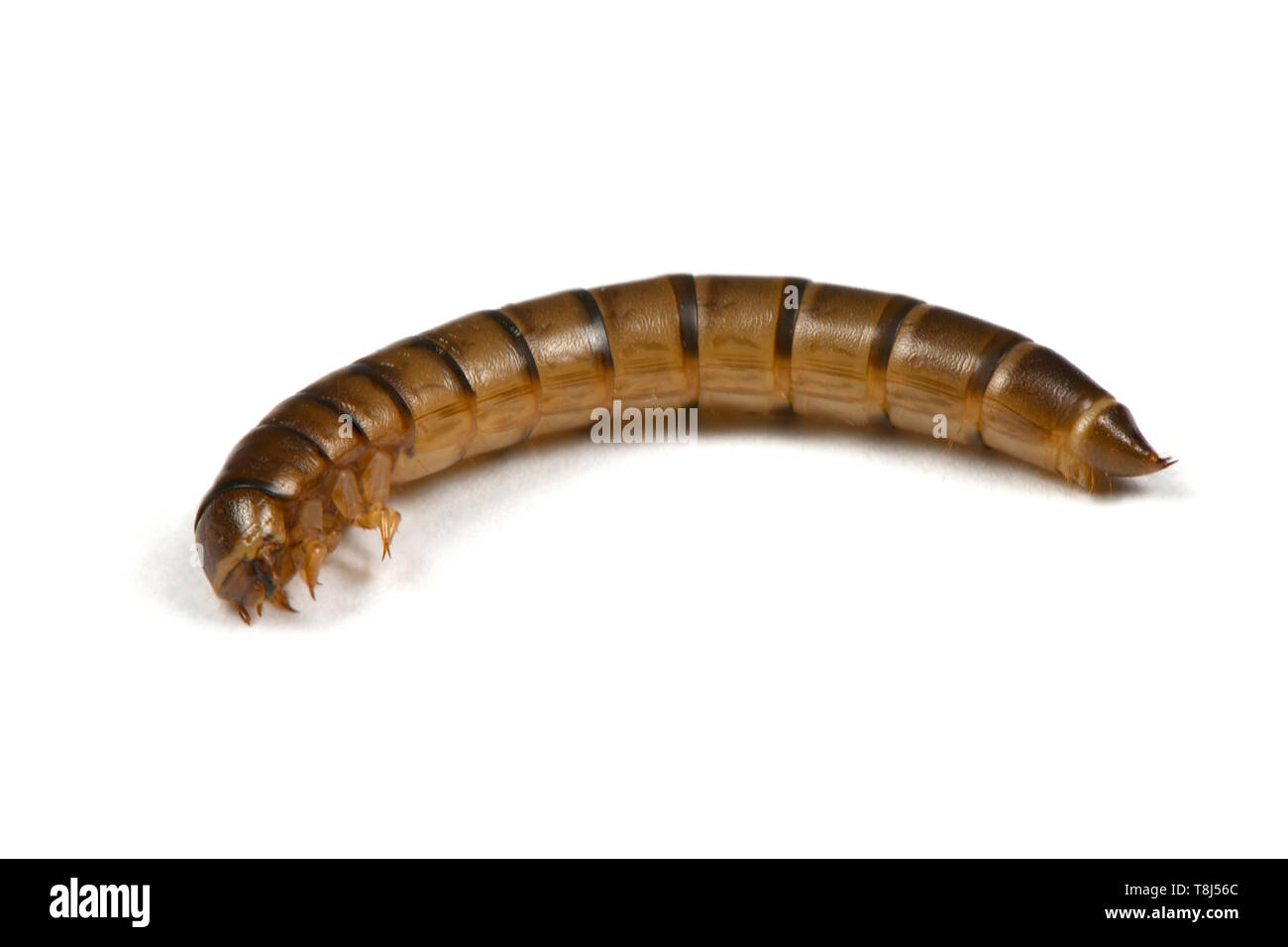 Wireworm or larva beetles-crap (Elateridae) isolated on white ...