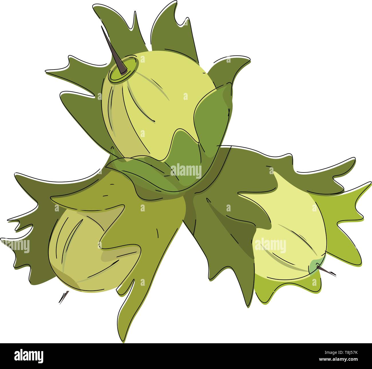 A bunch of three hazelnut which are pale green in colour , vector ...