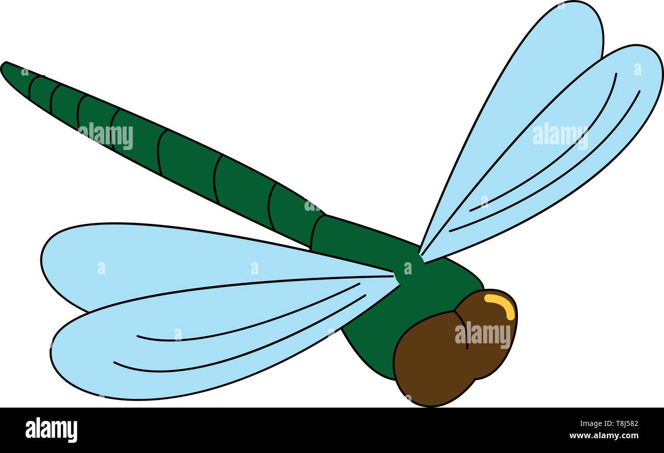Mosquito Drawing Easy With Colour