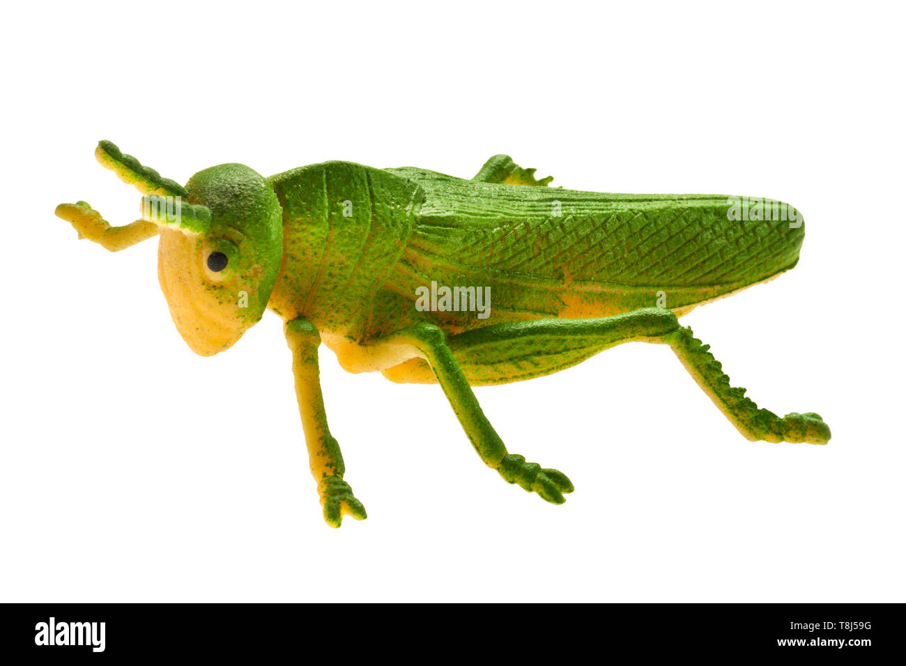 Grasshopper toys hi-res stock photography and images - Alamy