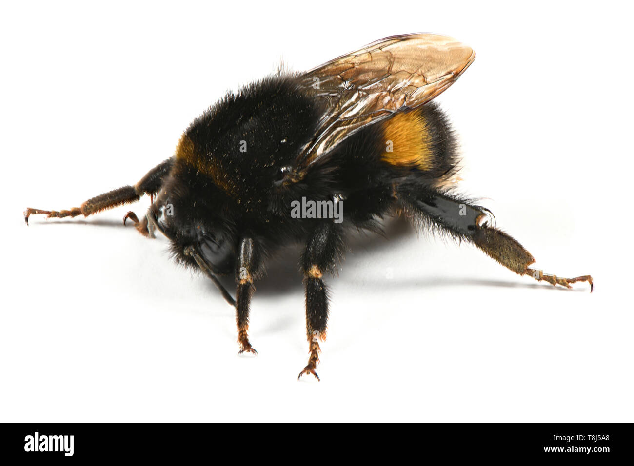 Bumblebee (Bombus terrestris) isolated on white background. High ...