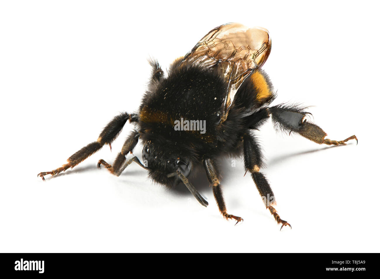 Bumblebee (Bombus terrestris) isolated on white background. High ...