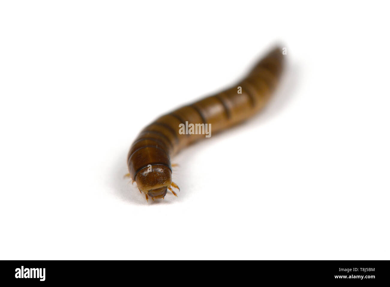 Wireworm or larva beetles-crap (Elateridae) isolated on white ...