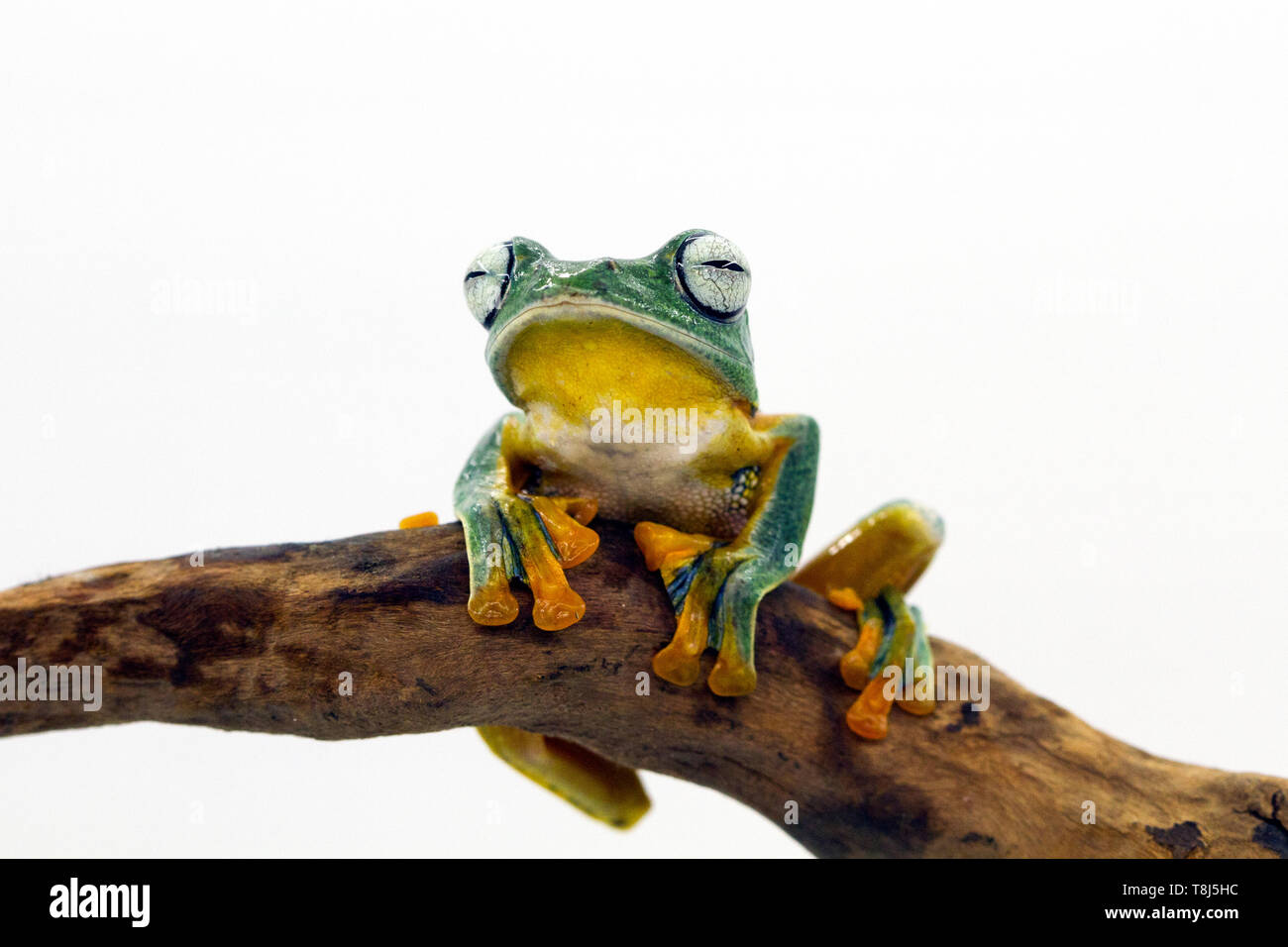 Javan tree frog sitting on a branch, Indonesia Stock Photo - Alamy