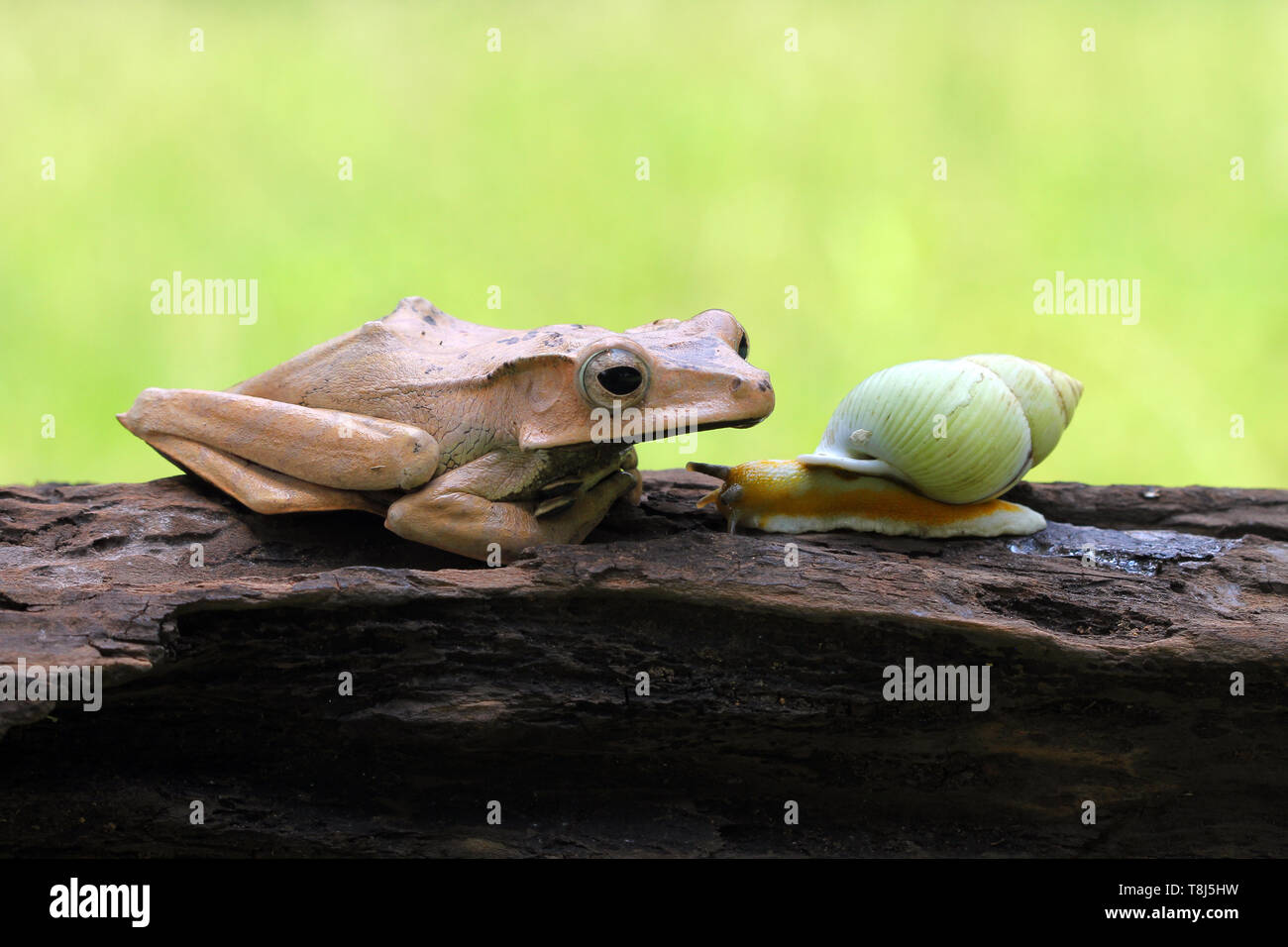 Eared tree frog and a snail on a branch, Indonesia Stock Photo - Alamy