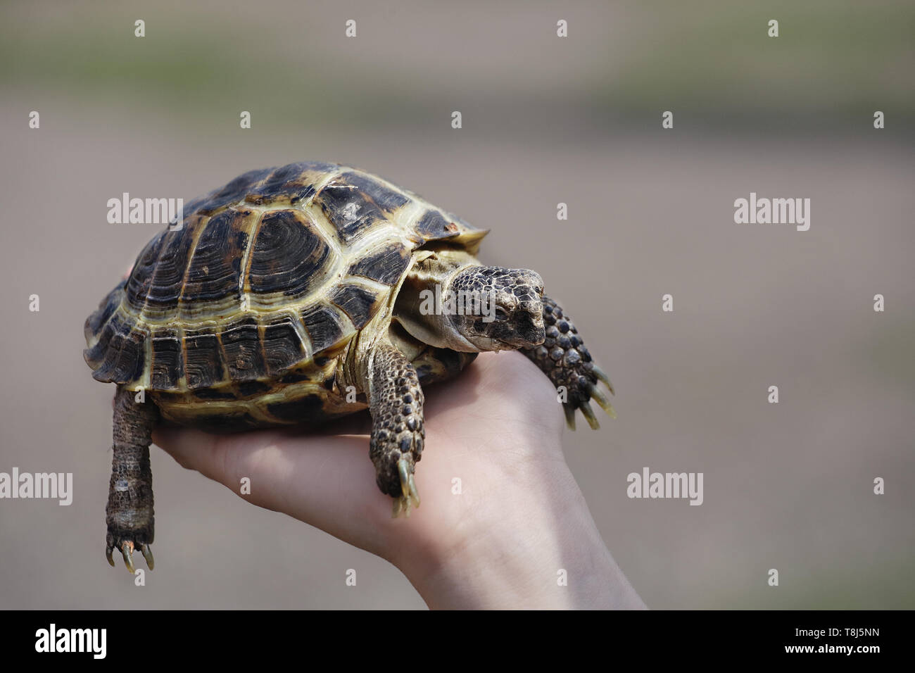 Land turtle on hand close up. The concept of human friendship with the ...