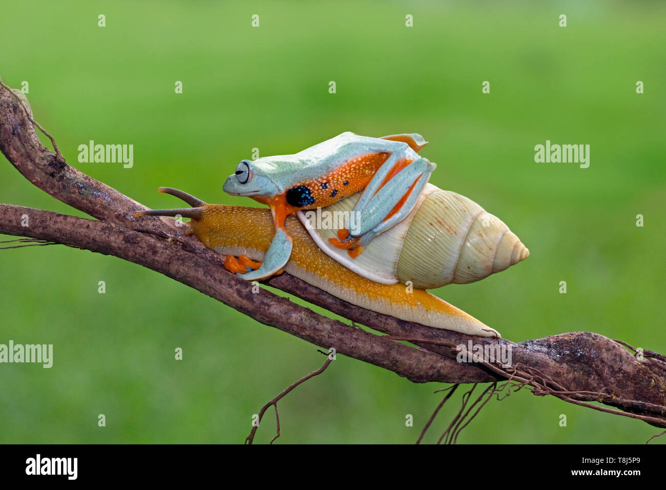 Javan tree frog on top of a snail, Indonesia Stock Photo - Alamy