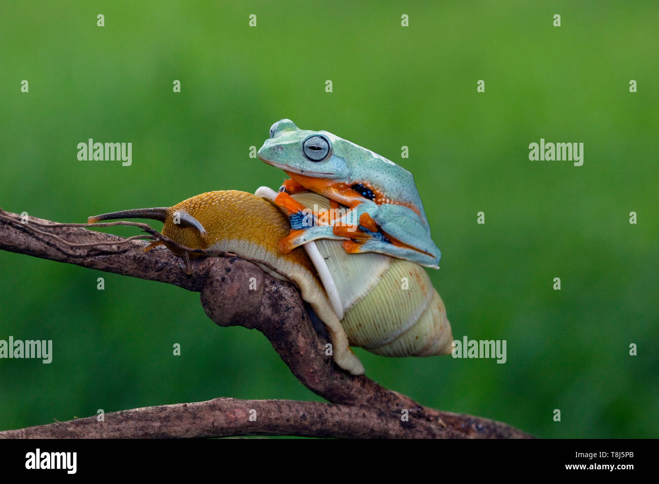 Frog snail hi-res stock photography and images - Alamy