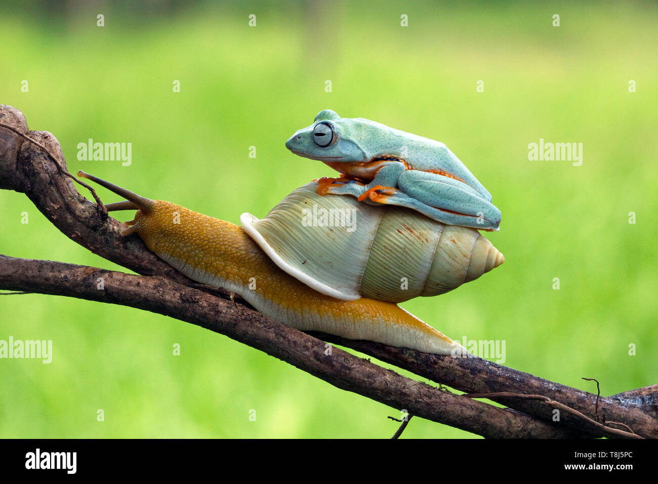 Frog and snail hi-res stock photography and images - Alamy