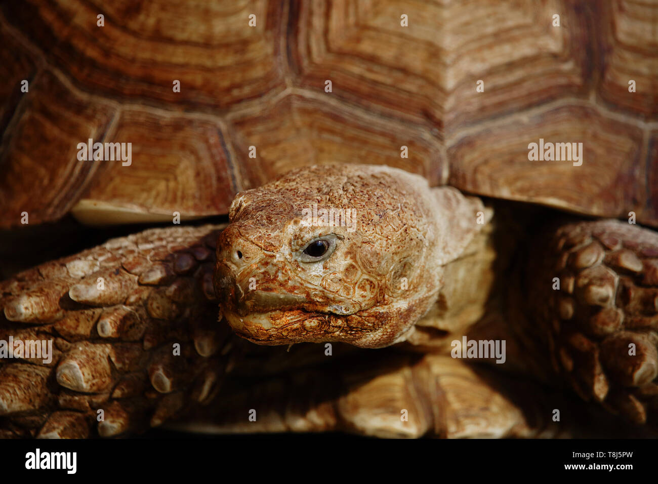 Old turtle hi-res stock photography and images - Alamy