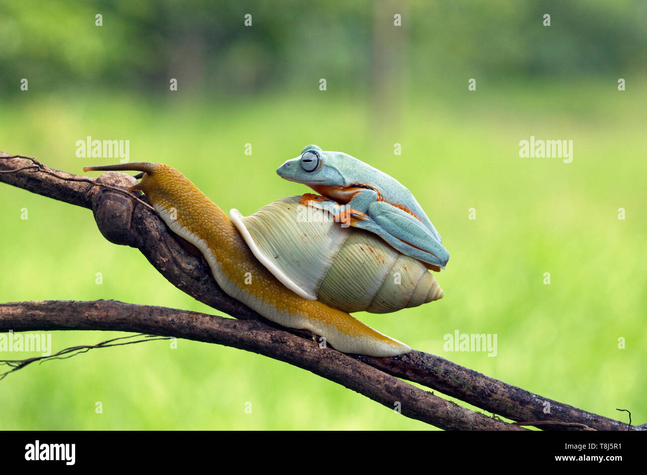 Javan tree frog on top of a snail, Indonesia Stock Photo - Alamy