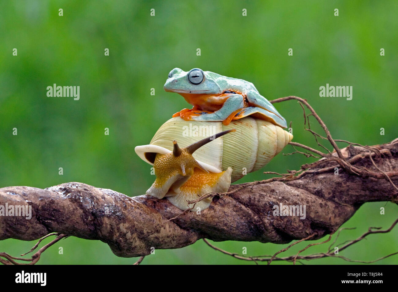 Javan tree frog hi-res stock photography and images - Alamy